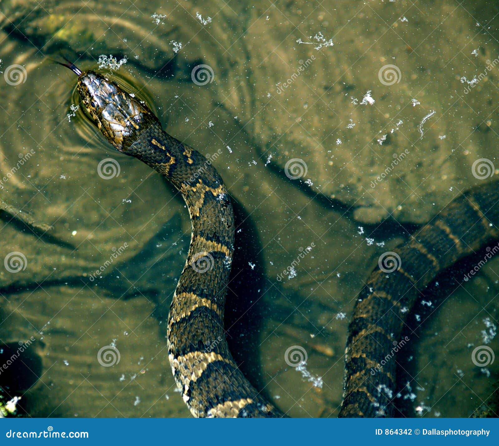 Swimming Snake Picture. Image: 864342
