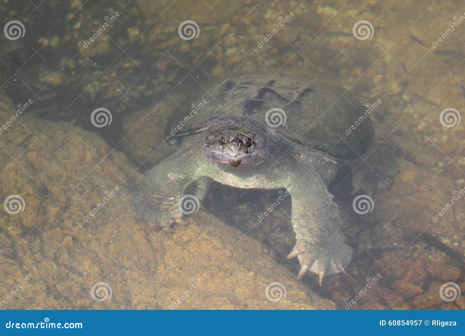 Swimming Snapping Turtle stock image. Image of chelydra - 60854957