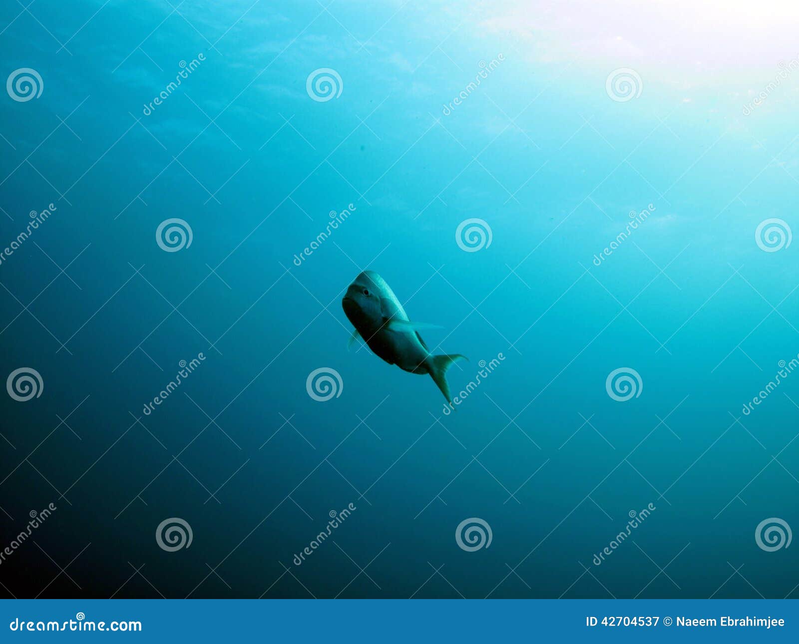 Swimming solo stock image. Image of solofish, marinelife - 42704537
