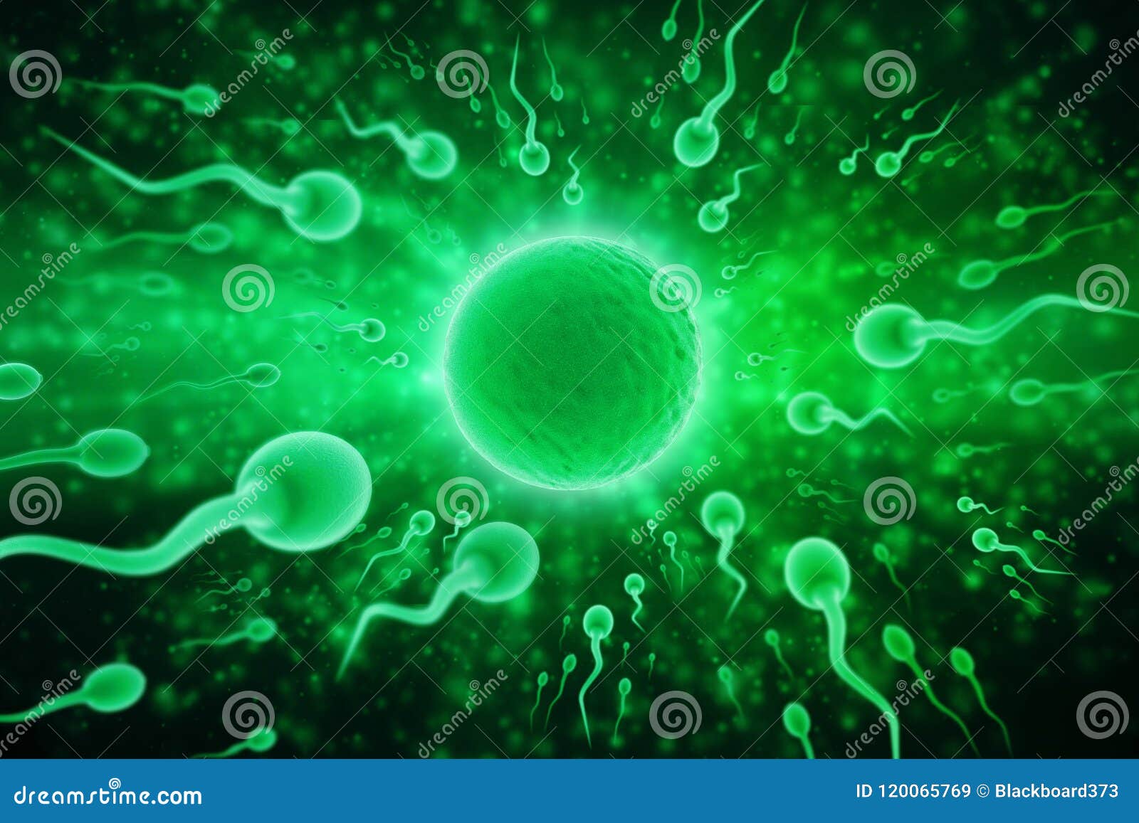 Sperm And Egg Cell On Scientific Background 3d Illustration Stock