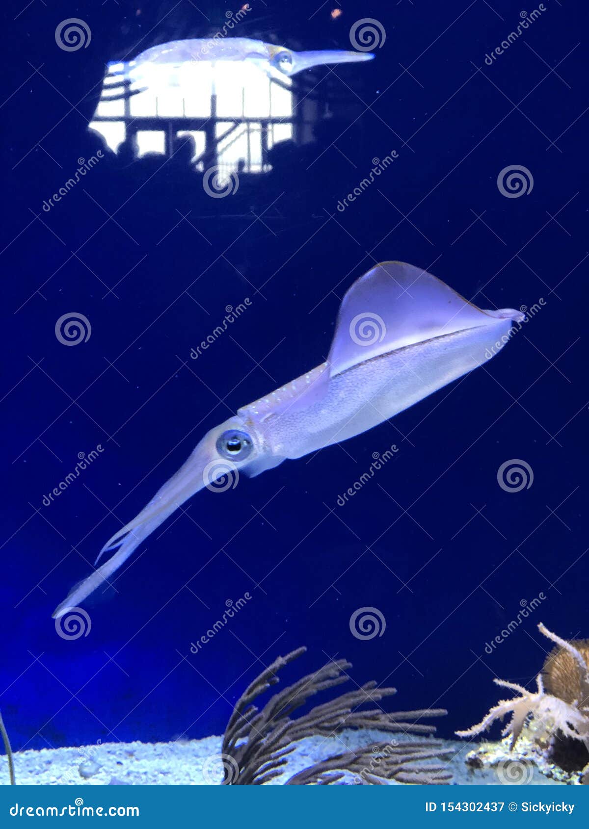 Swimming squid in the sea stock image. Image of people - 154302437