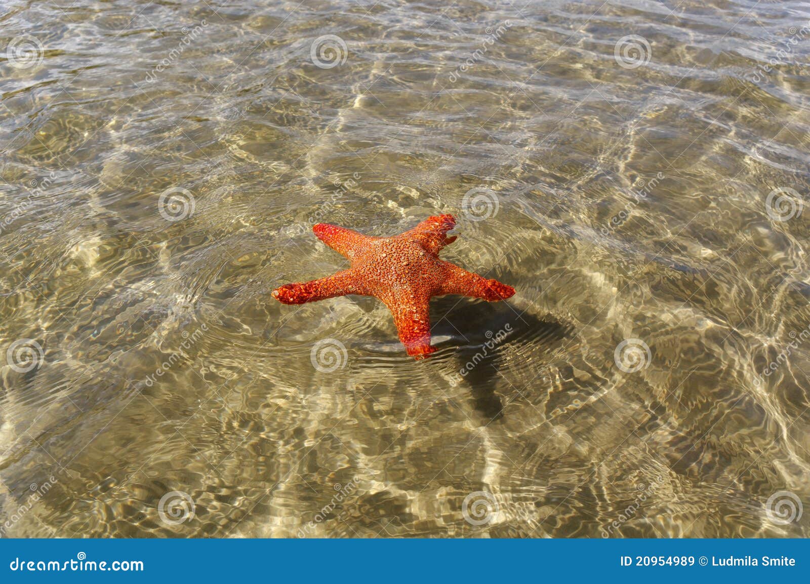 Swimming starfish. stock image. Image of small, swim - 20954989