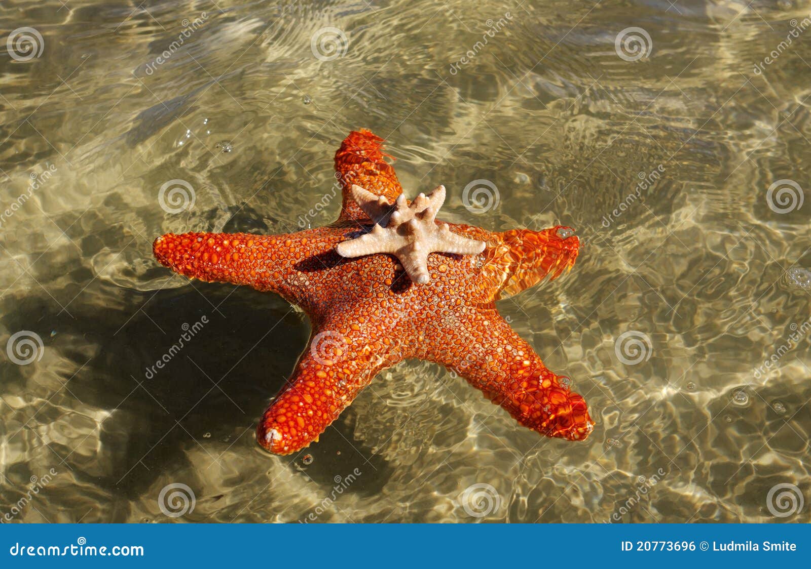 Swimming starfishes. stock photo. Image of positivity - 20773696