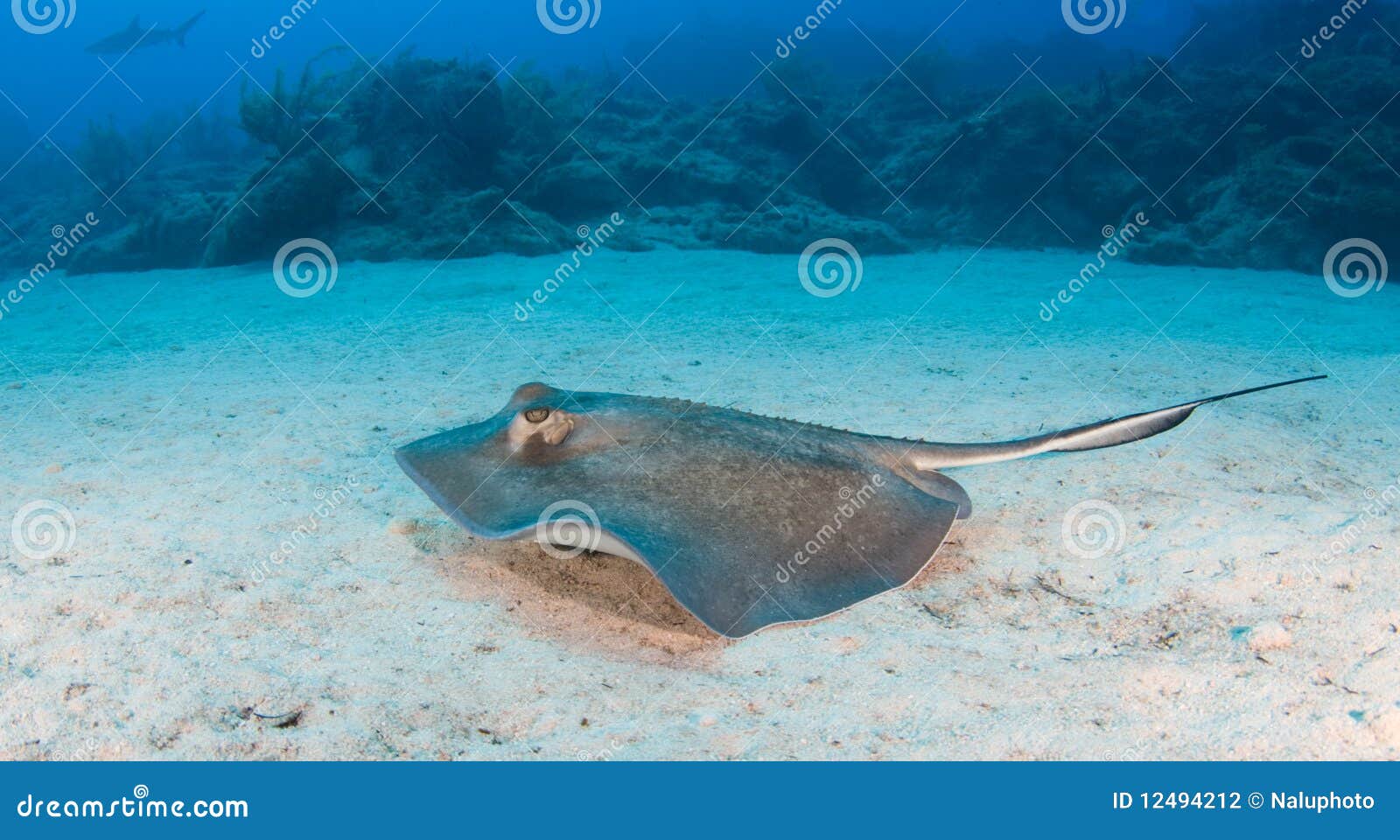 Swimming Sting Ray stock photo. Image of fish, stingray - 12494212