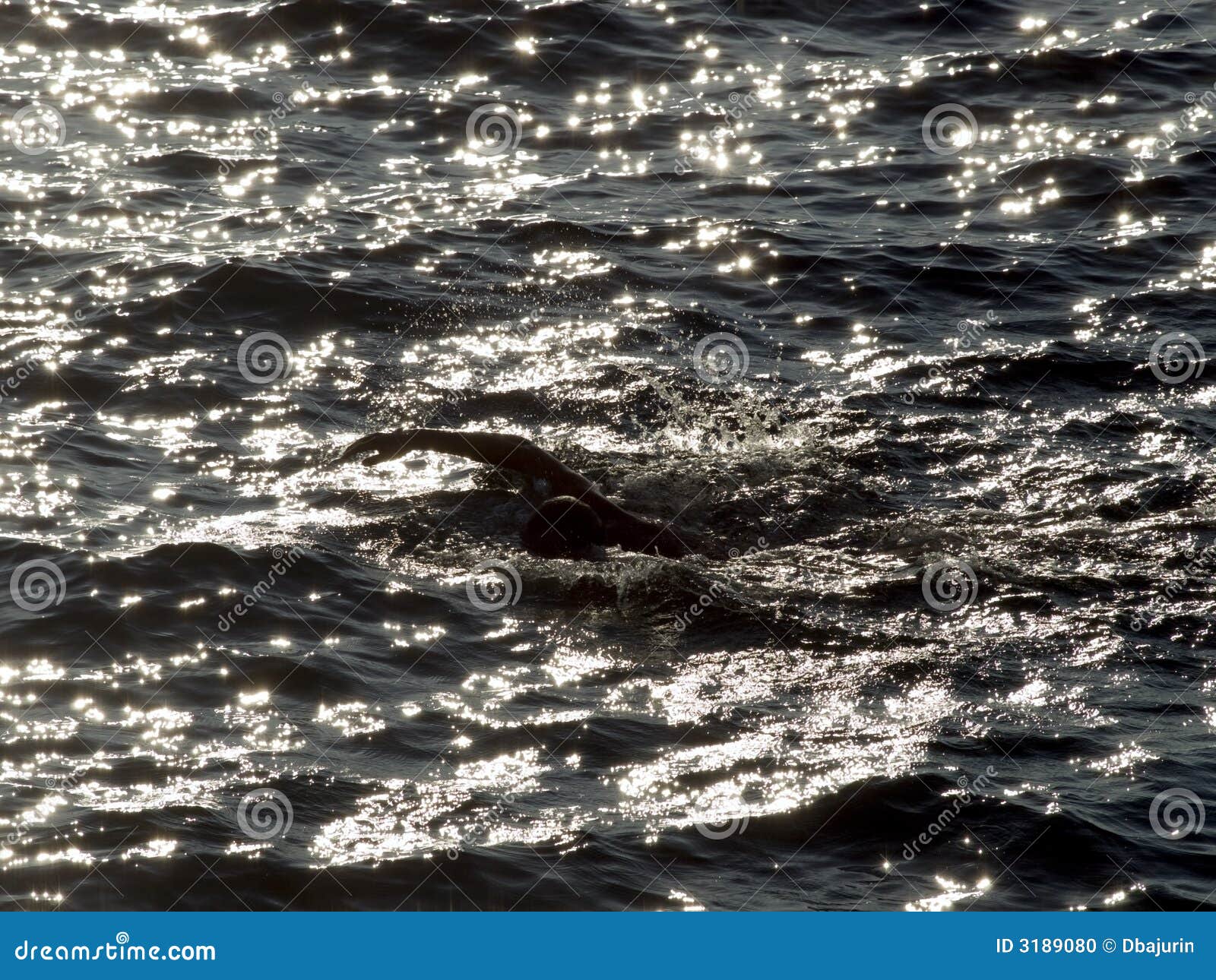 Swimming in sunset stock photo. Image of swim, ripple - 3189080