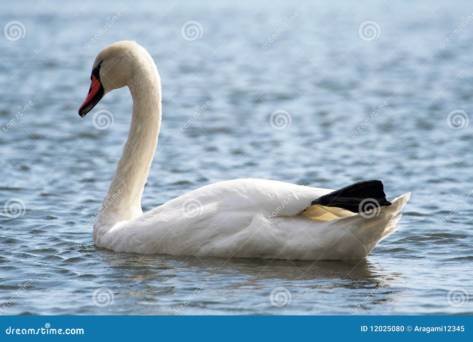 Swimming swan stock photo. Image of landscape, sunrise - 12025080