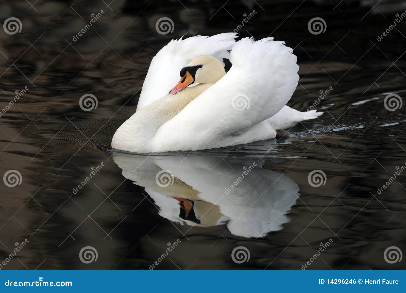 Swimming swan stock photo. Image of slide, water, bird - 14296246