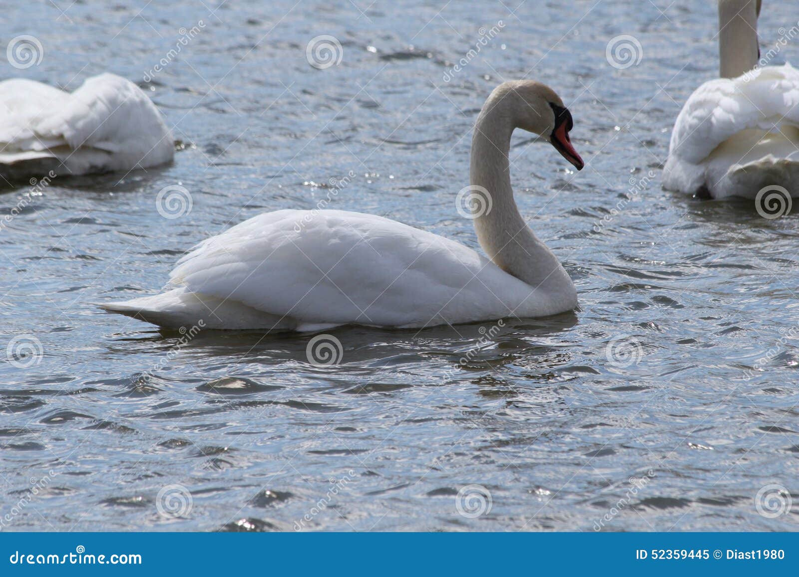 Swimming Swan stock image. Image of nature, beauty, freedom - 52359445
