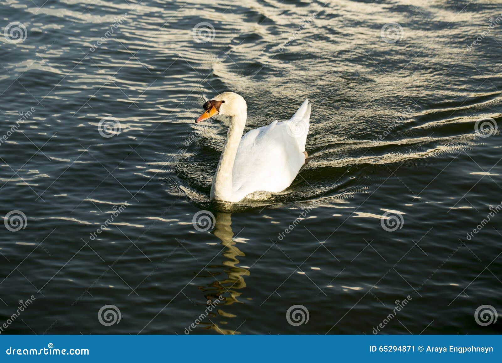 Swimming Swan stock image. Image of beautiful, nature - 65294871