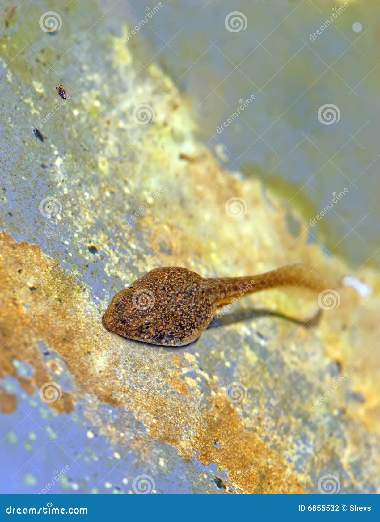 Swimming tadpole stock photo. Image of rana, closeup, pond - 6855532
