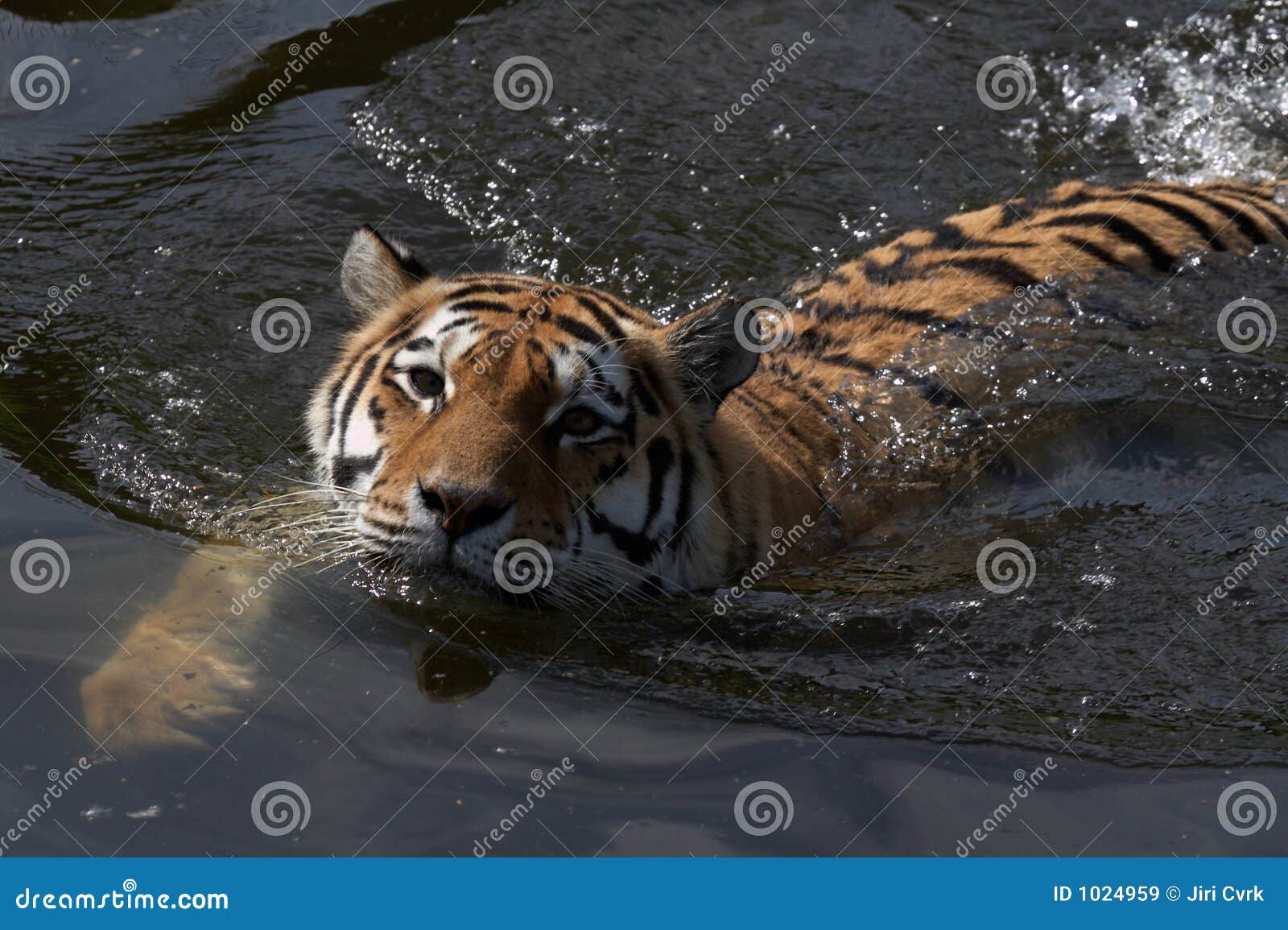 Swimming tiger stock image. Image of cooling, beast, tigress - 1024959