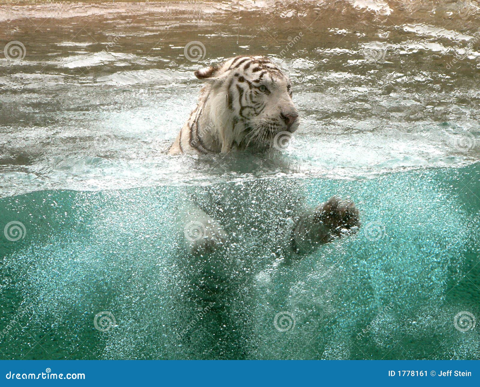 Tiger Underwater