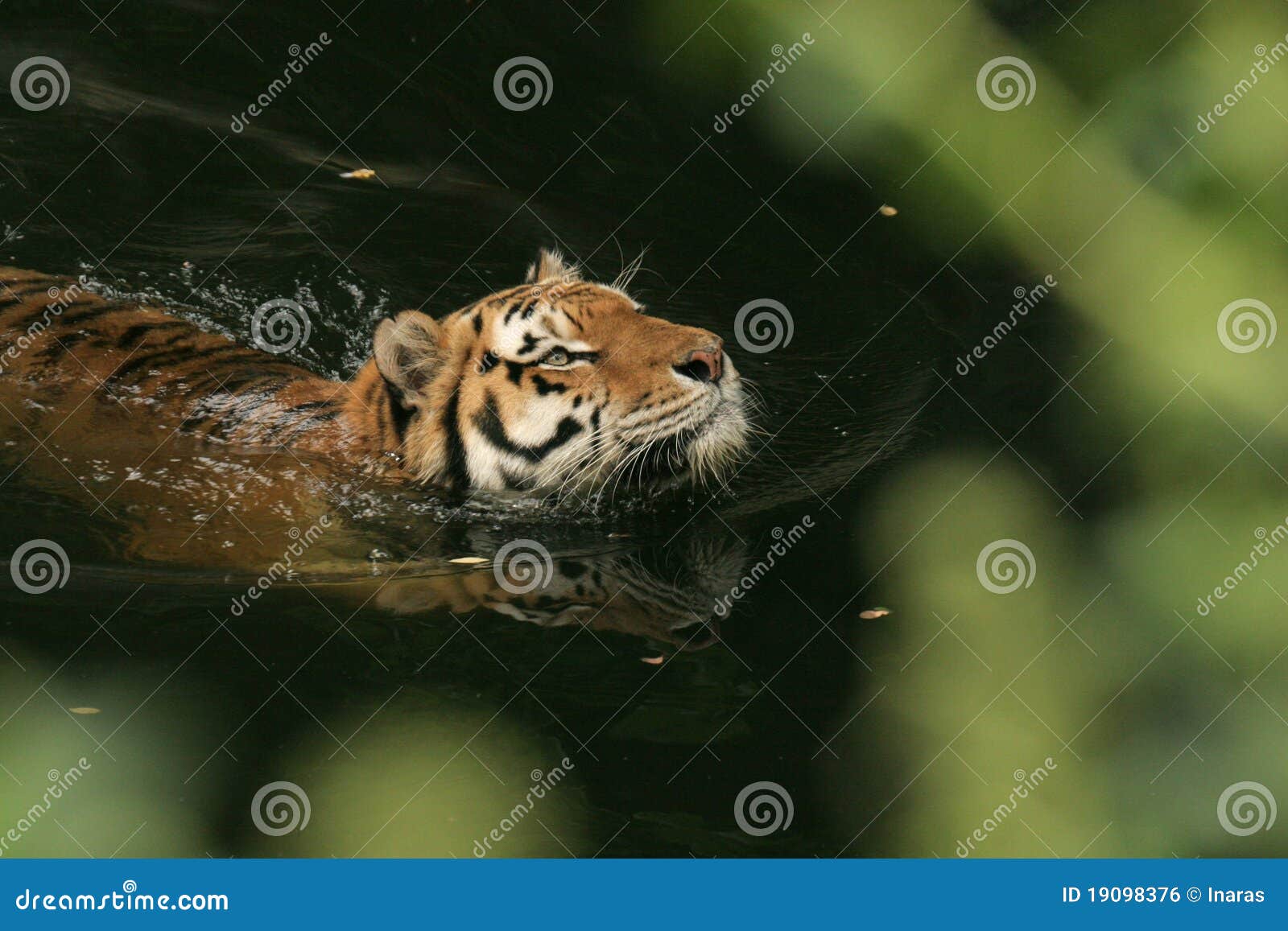 Swimming Tiger stock photo. Image of lateral, plants - 19098376