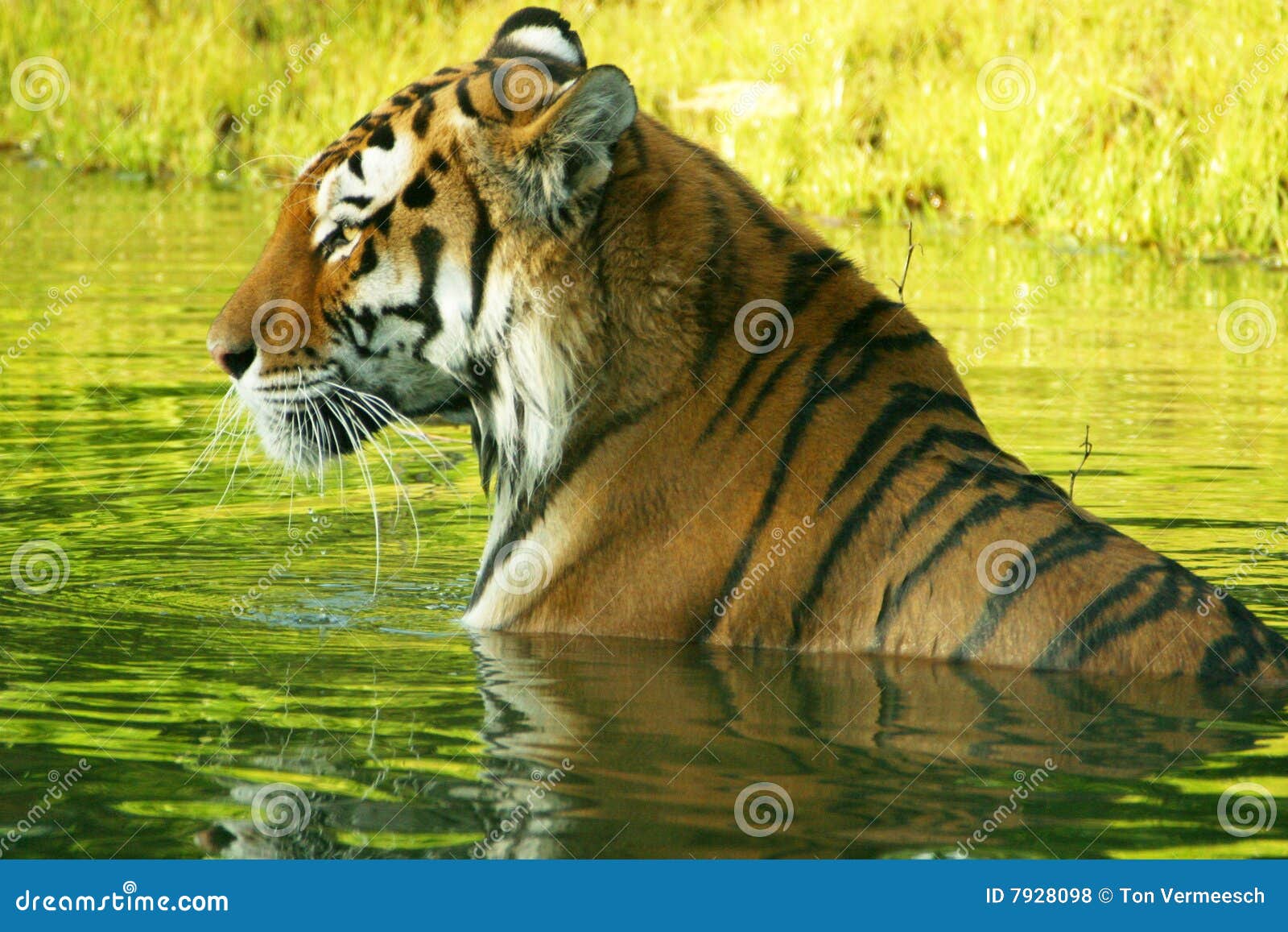 Swimming tiger stock photo. Image of swimming, water, pool - 7928098