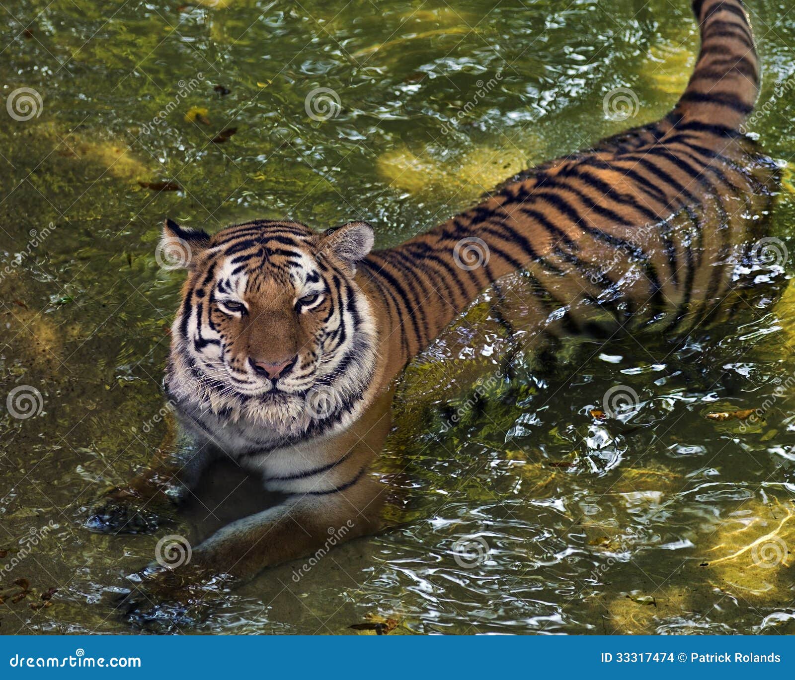 Swimming tiger stock photo. Image of orange, asia, safari - 33317474