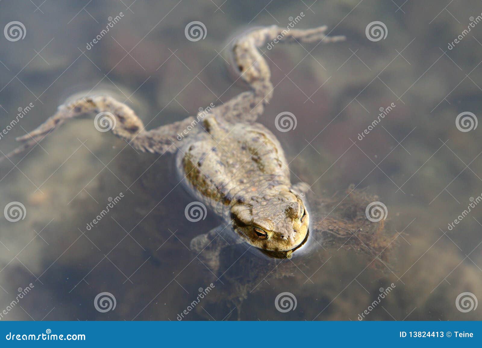 Swimming toad stock image. Image of common, swim, toad - 13824413
