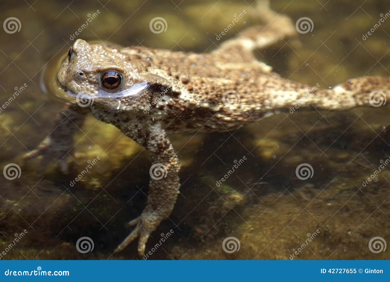Swimming toad stock image. Image of view, nature, macro - 42727655
