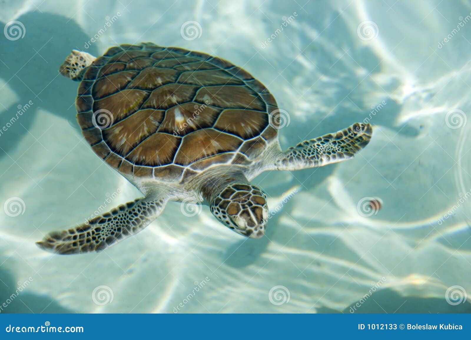 Swimming tortoise stock image. Image of house, relax, lazy - 1012133