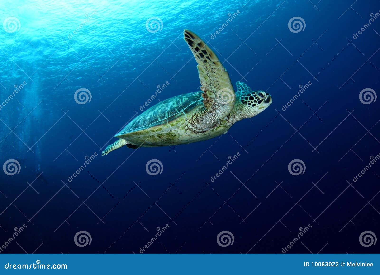 Swimming Turtle stock photo. Image of oceans, marine - 10083022