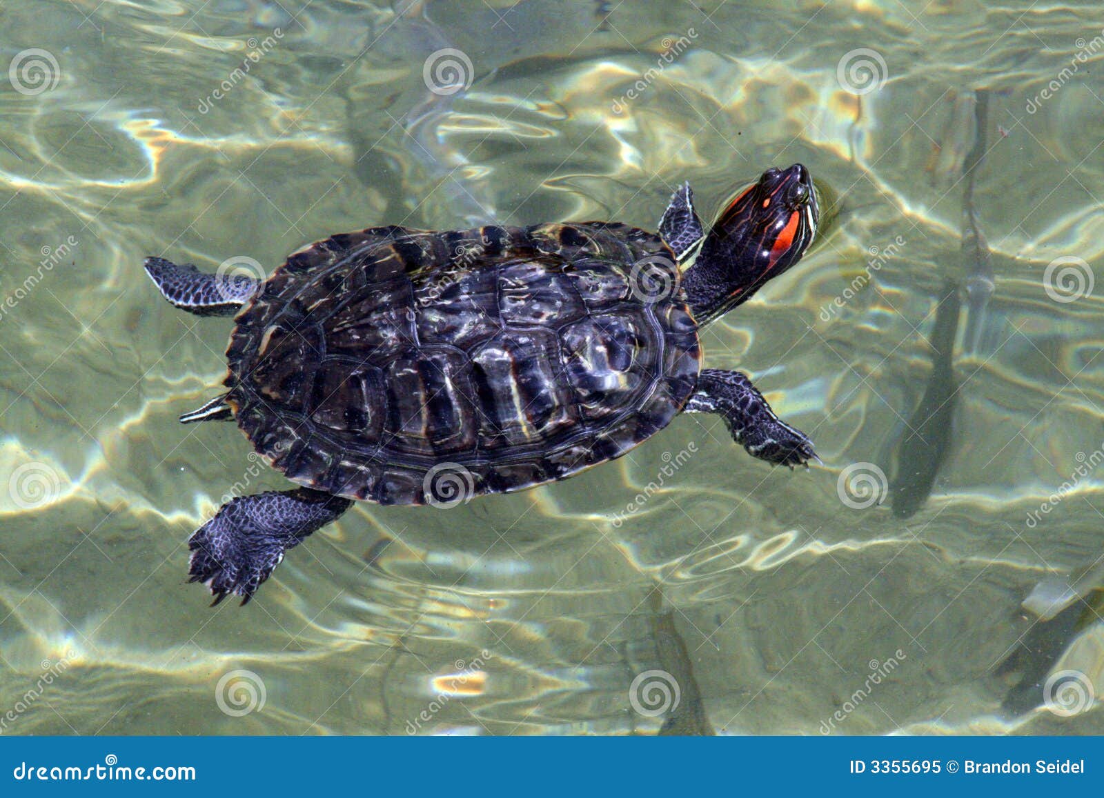 Swimming Turtle stock image. Image of tortoise, crawling - 3355695