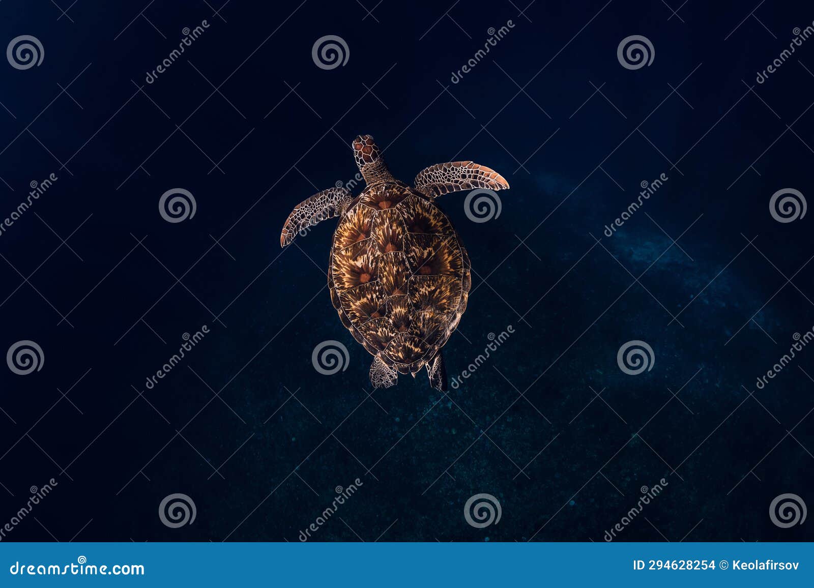 Swimming Turtle with a Beautiful Shell on Deep Blue Ocean Stock Photo ...