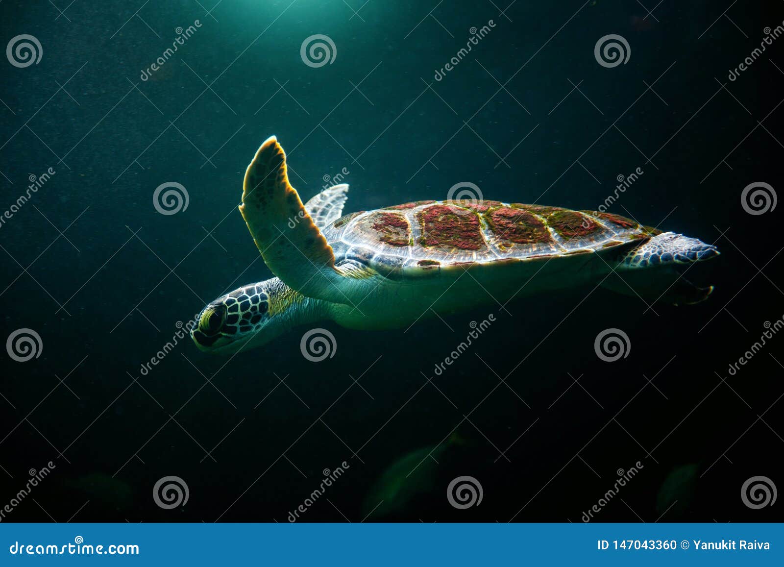 Swimming Turtle in Dark Ocean Water Sea Stock Photo - Image of peaceful ...