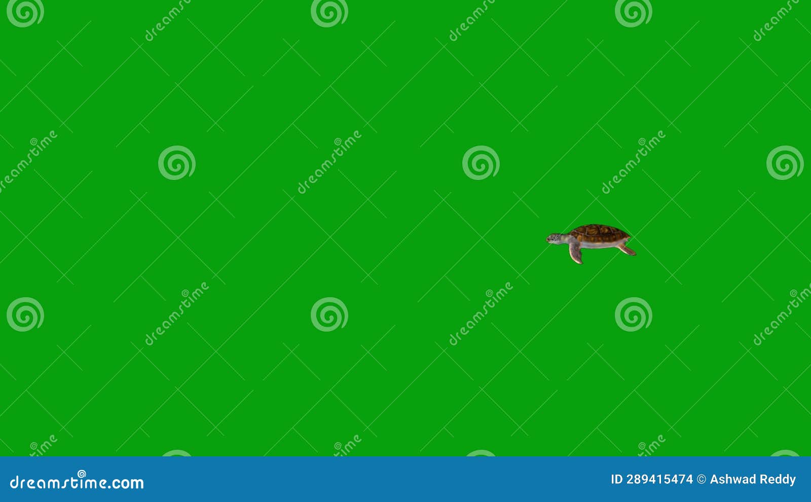 Swimming Turtle Green Screen Motion Graphics Stock Footage - Video of ...