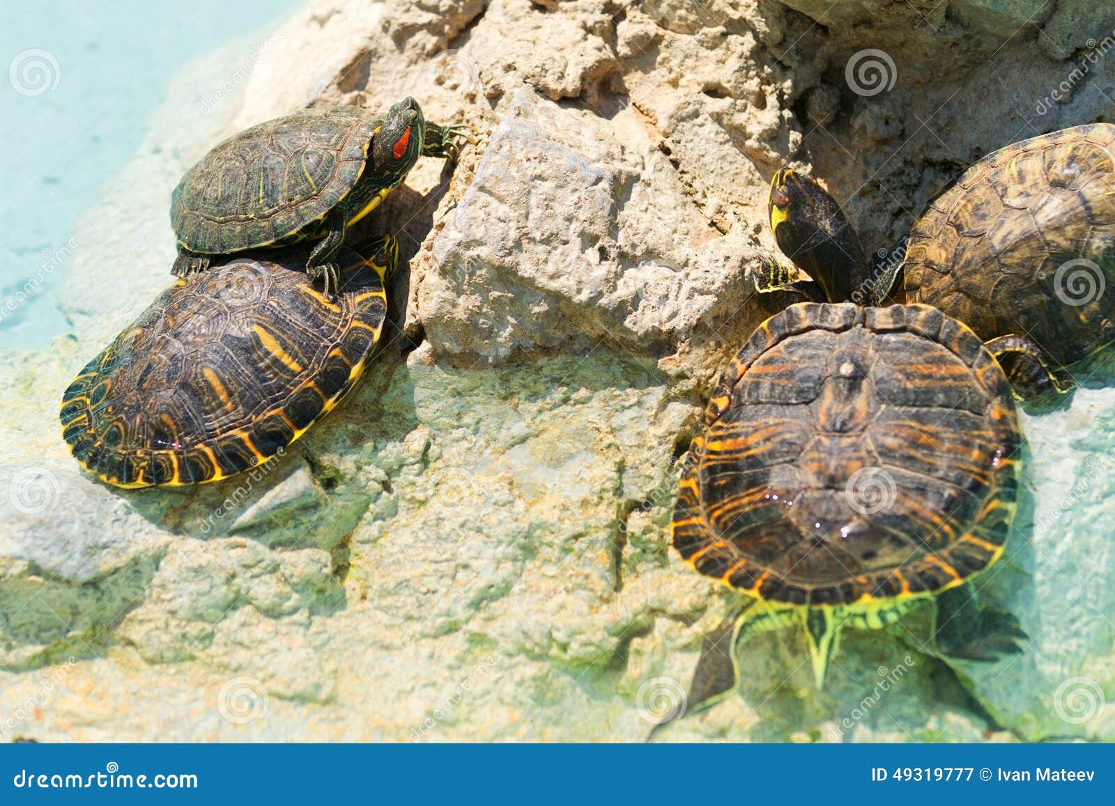 Swimming Turtles stock image. Image of pond, group, closeup - 49319777