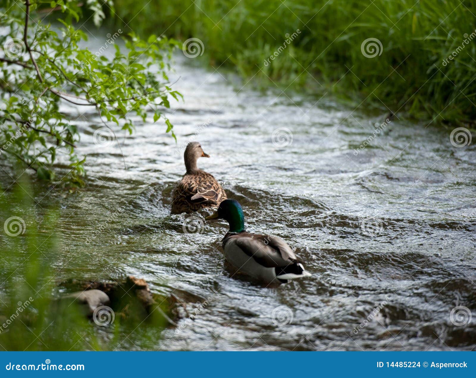 Swimming upstream stock photo. Image of gushing, couple - 14485224