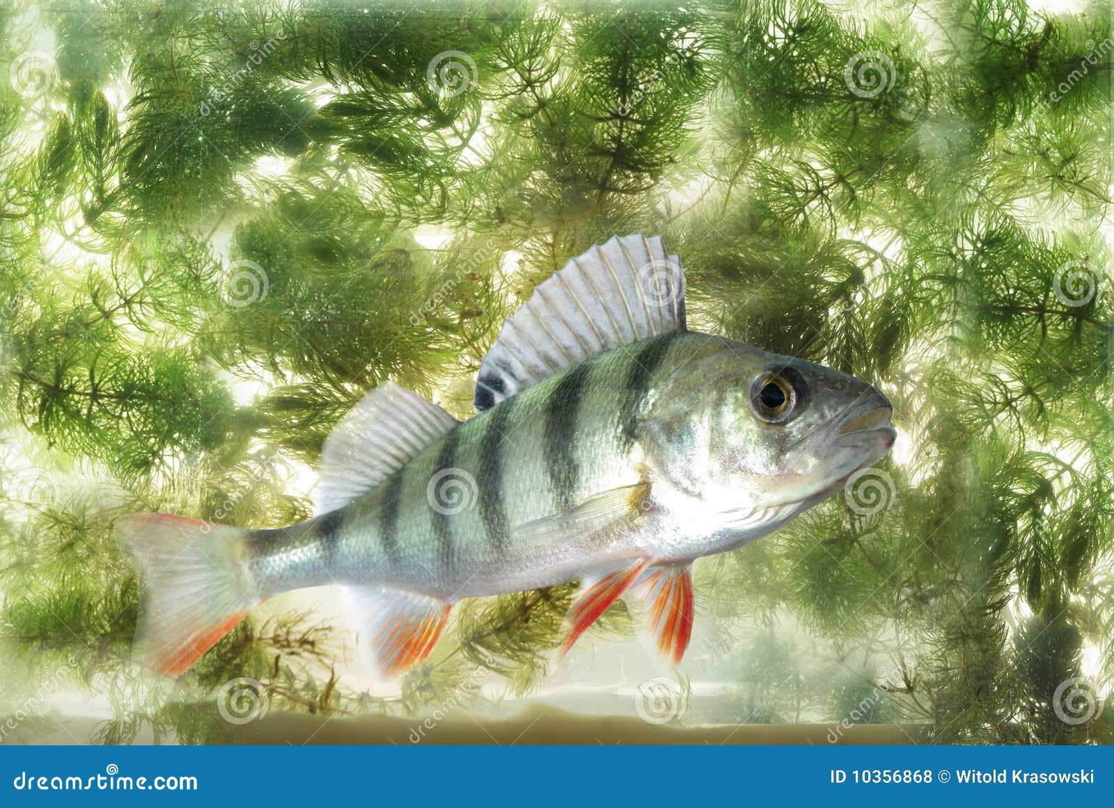 Swimming in water perch stock photo. Image of basse, predator - 10356868