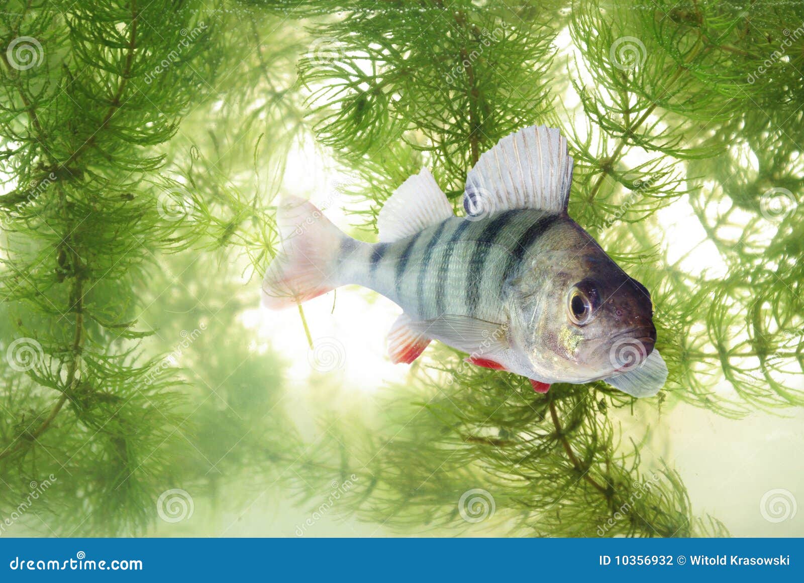 Swimming in water perch stock photo. Image of nature - 10356932
