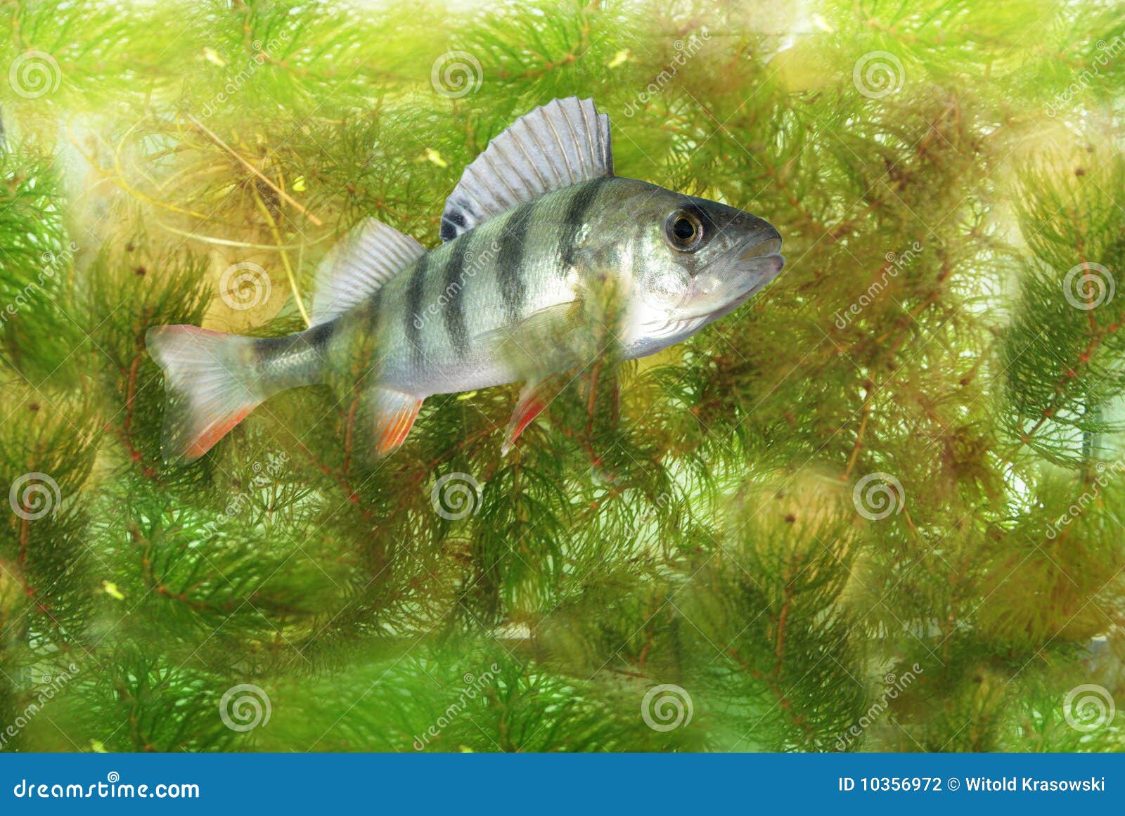 Swimming in water perch stock photo. Image of perch, small - 10356972