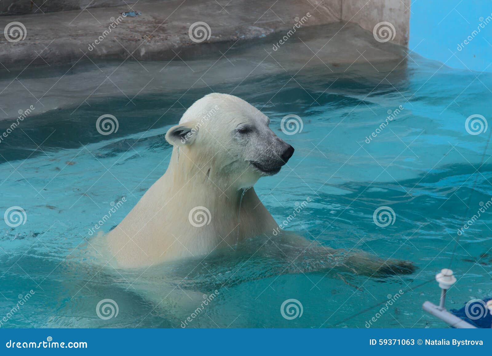 Swimming white bear stock image. Image of white, wild - 59371063