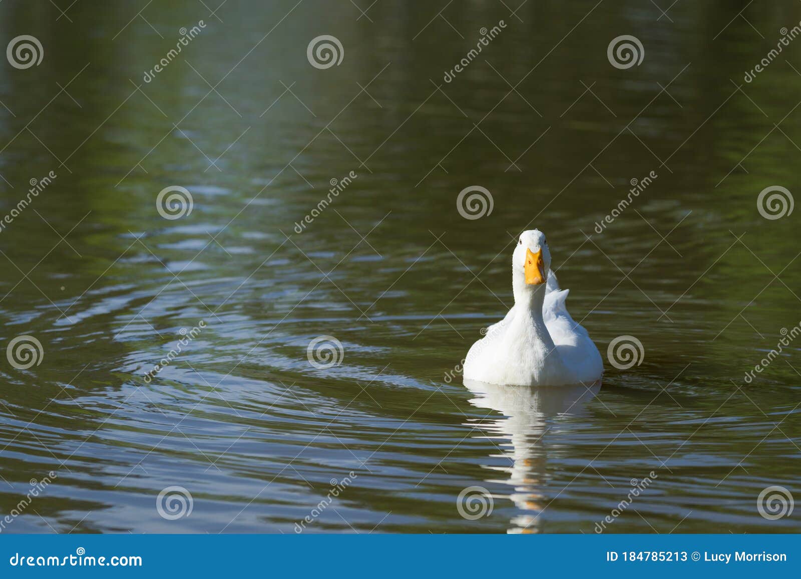 Swimming White Duck Facing Forward Stock Image - Image of nature, white ...