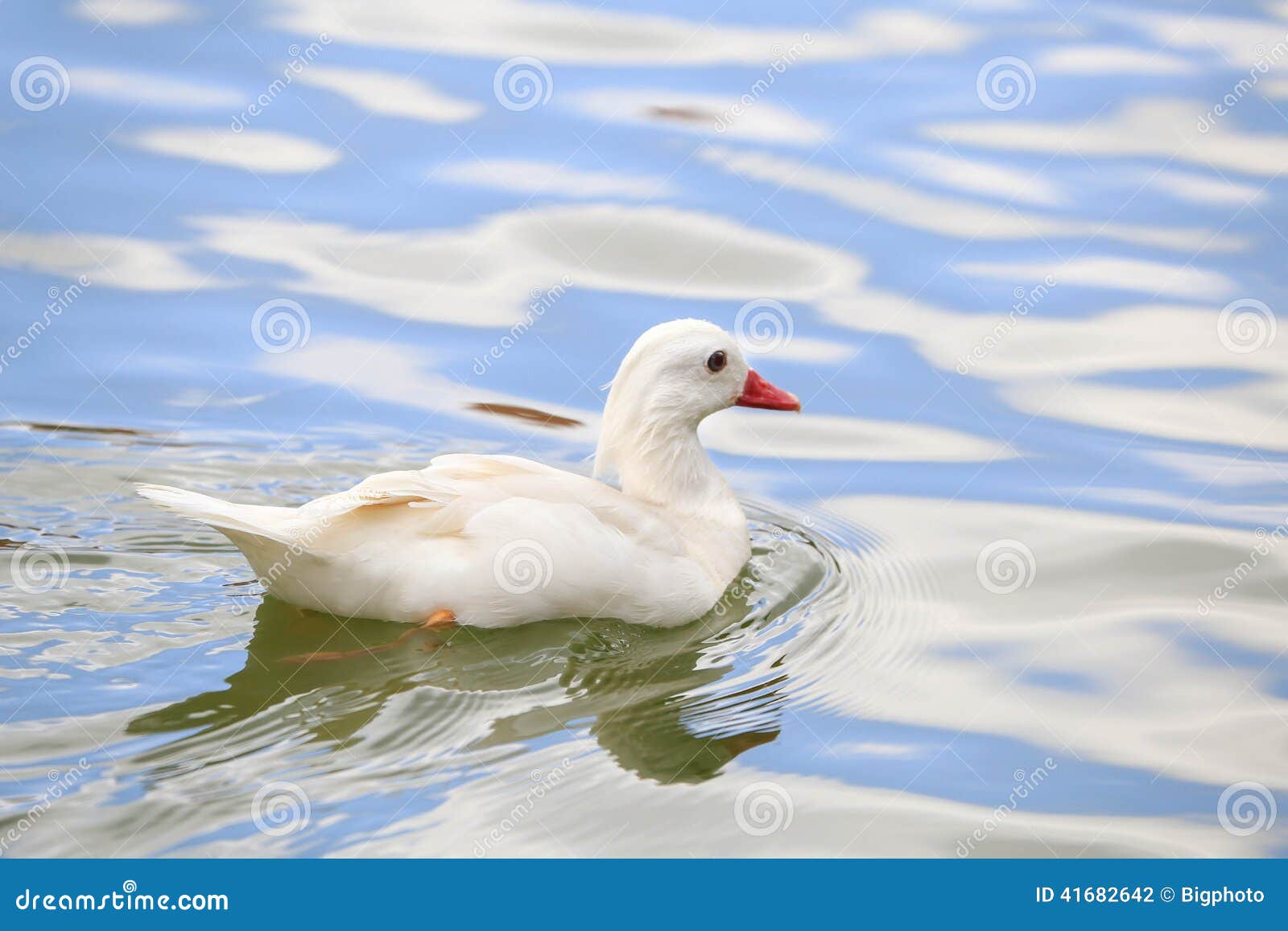 Cute Big Fat White Duck Stock Photos - Free & Royalty-Free Stock Photos ...