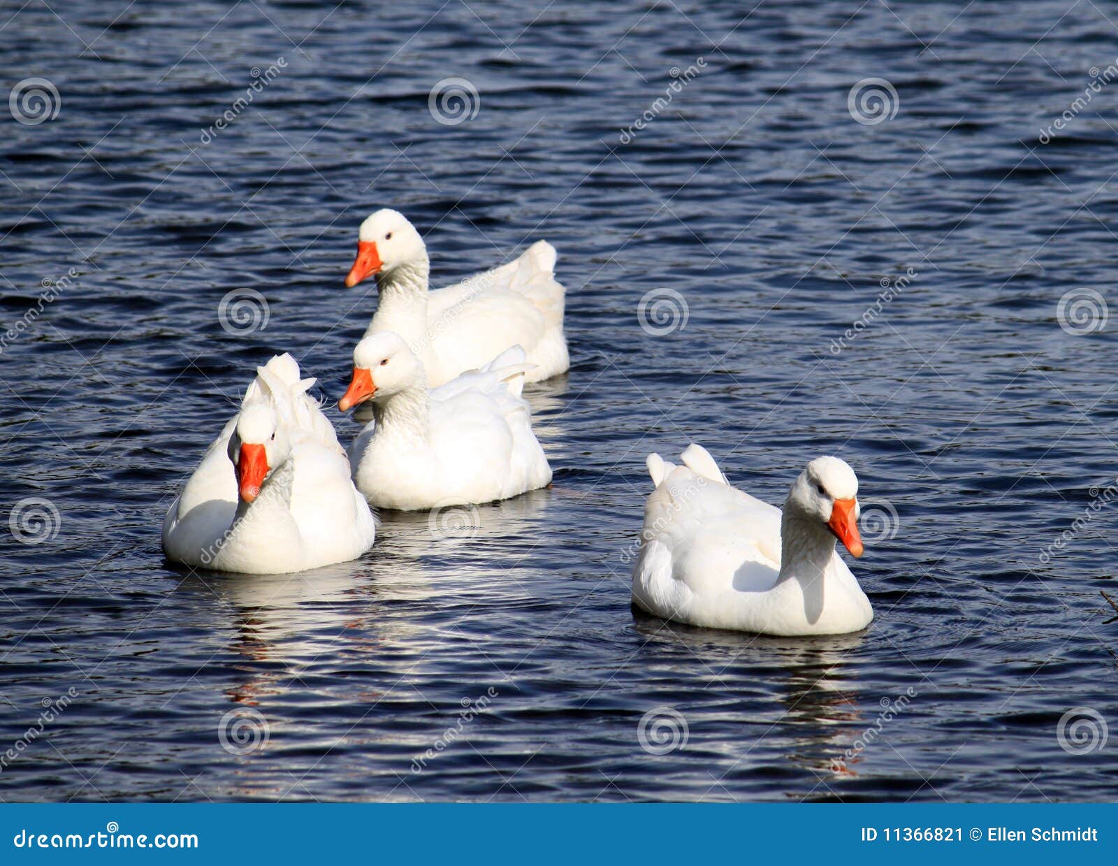 Swimming White Geese stock image. Image of water, white - 11366821