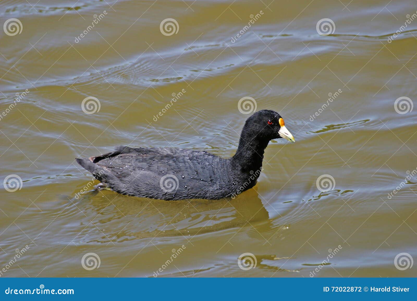 Swimming White-winged Coot, Fulica Leucoptera Stock Photo - Image of ...