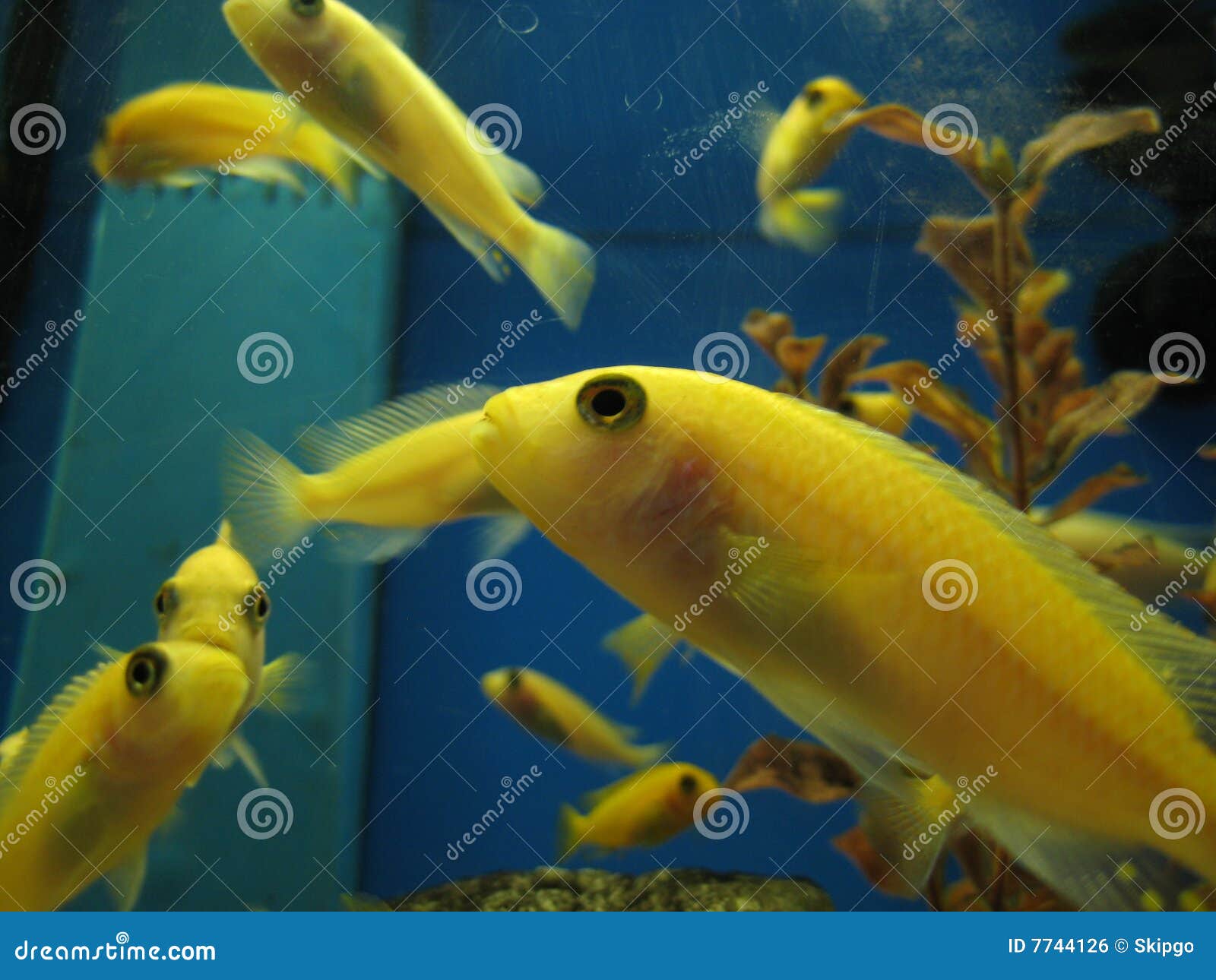 Swimming yellow fish stock photo. Image of scaly, shoal - 7744126