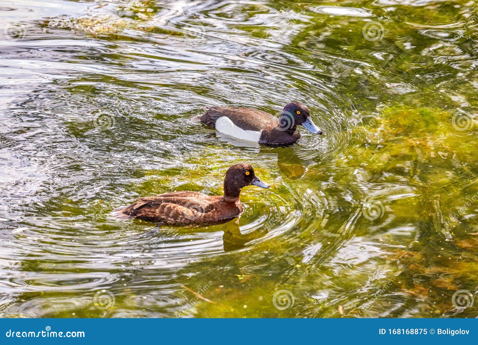 Swimming Young Ducks in Sunny Day Stock Image - Image of eyes, outdoors ...