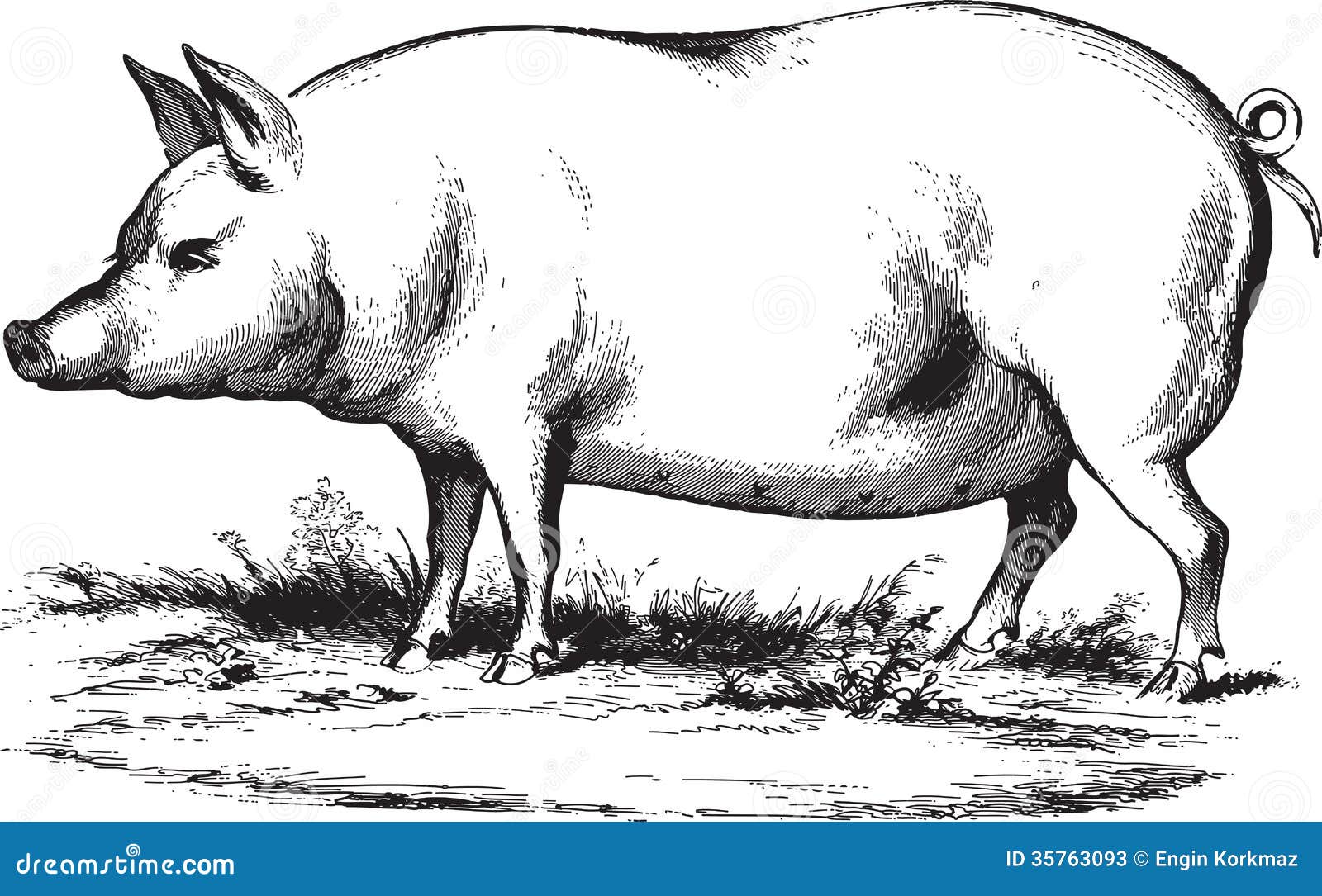 Swine stock vector. Illustration of agriculture, french - 35763093