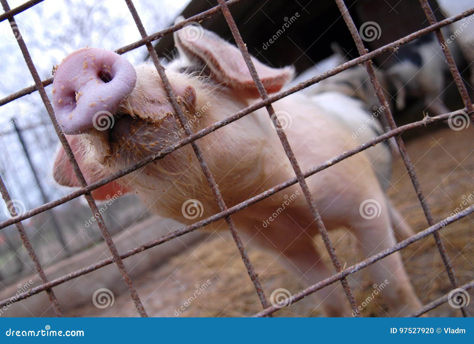 Swine in a fenced area stock photo. Image of disaster - 97527920