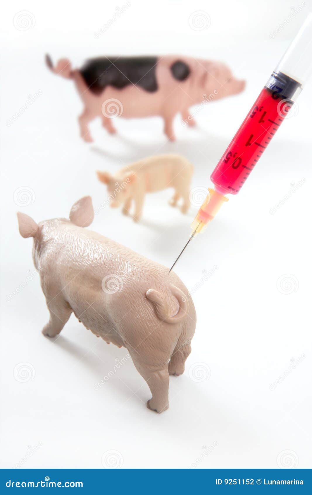 Swine Flu a H1N1 Vaccine Metaphor Stock Photo - Image of danger, animal ...