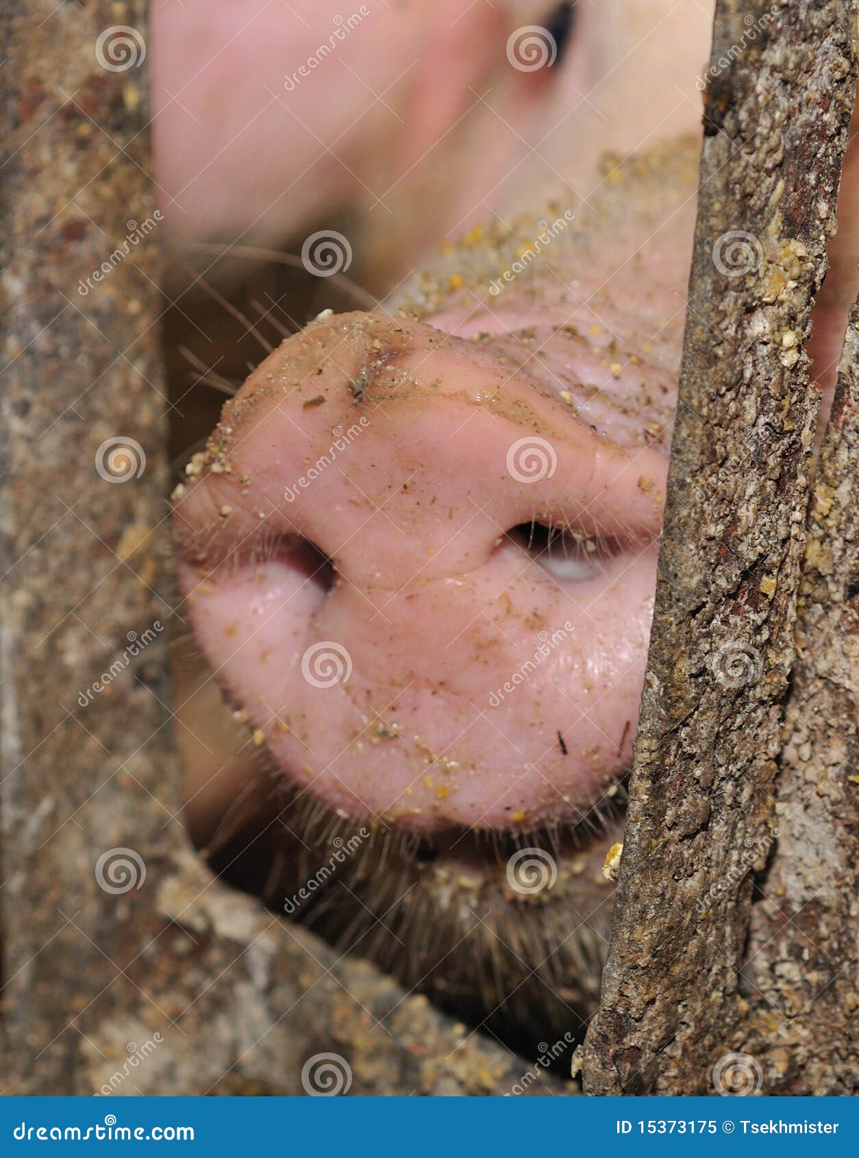 Swine Snout Picture. Image: 15373175