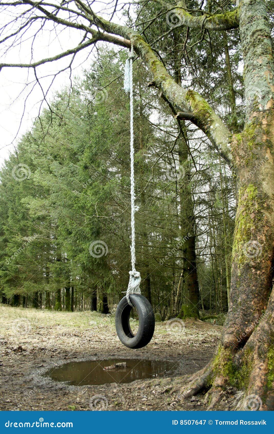 Swing stock image. Image of wild, rope, tyre, forest, tree - 8507647