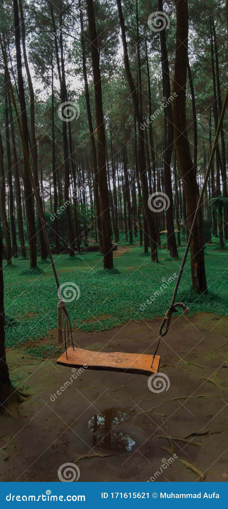 Swing in the Forest Portrait Wallpaper Stock Image - Image of swing ...