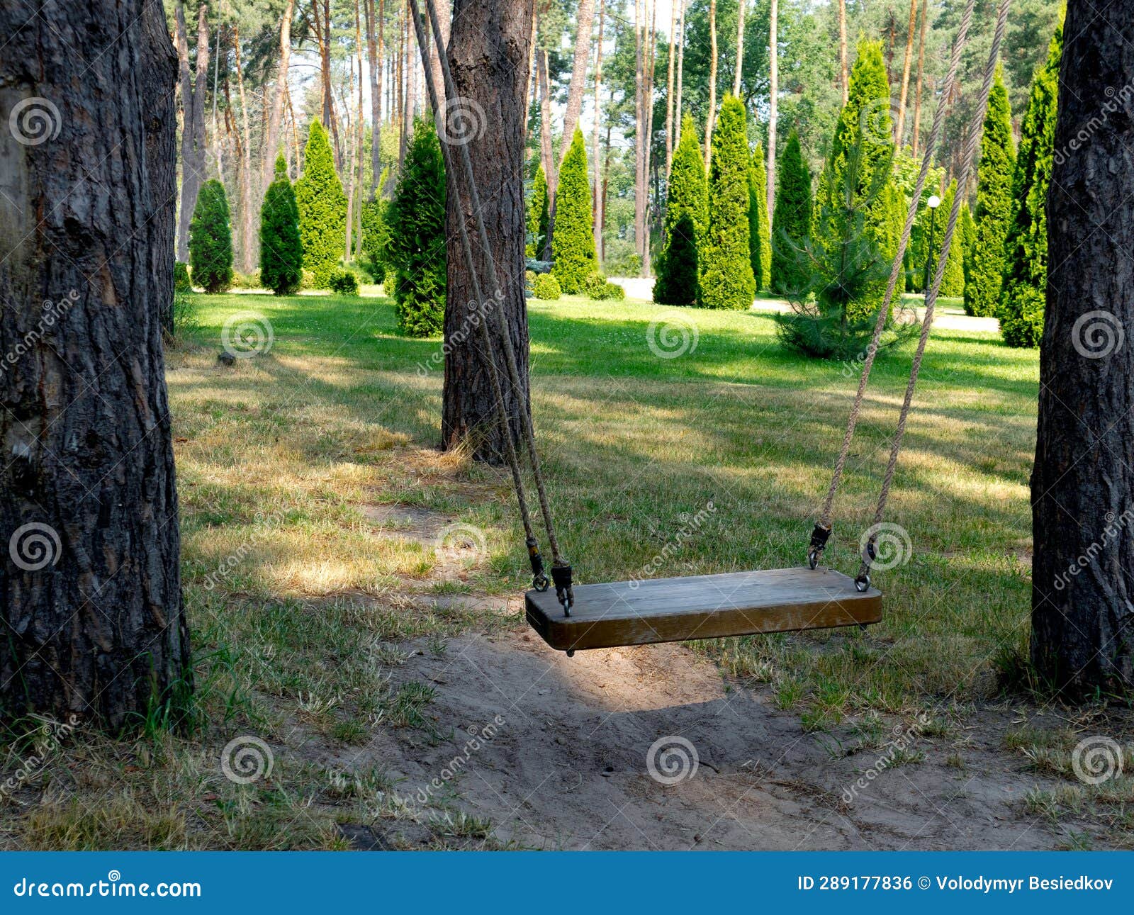Swing stock photo. Image of rope, tree, area, summer - 289177836