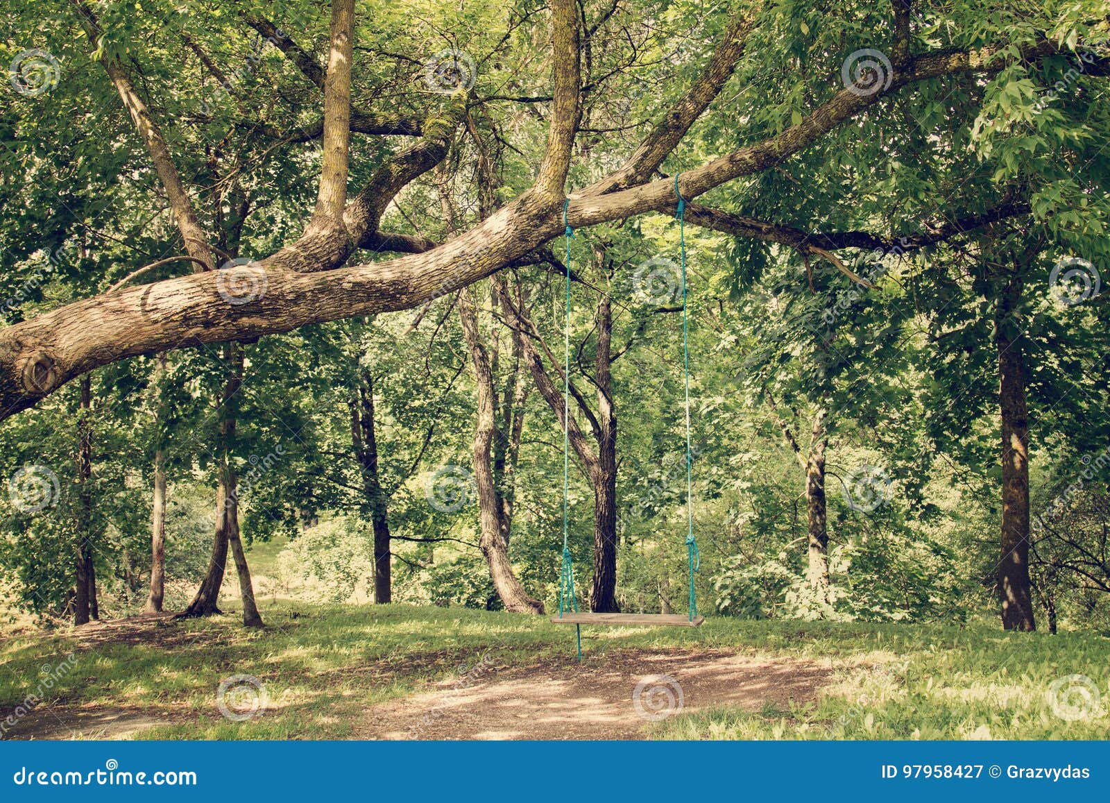 Swing Hanging from Tree Branch Stock Image - Image of sunny, outdoors ...