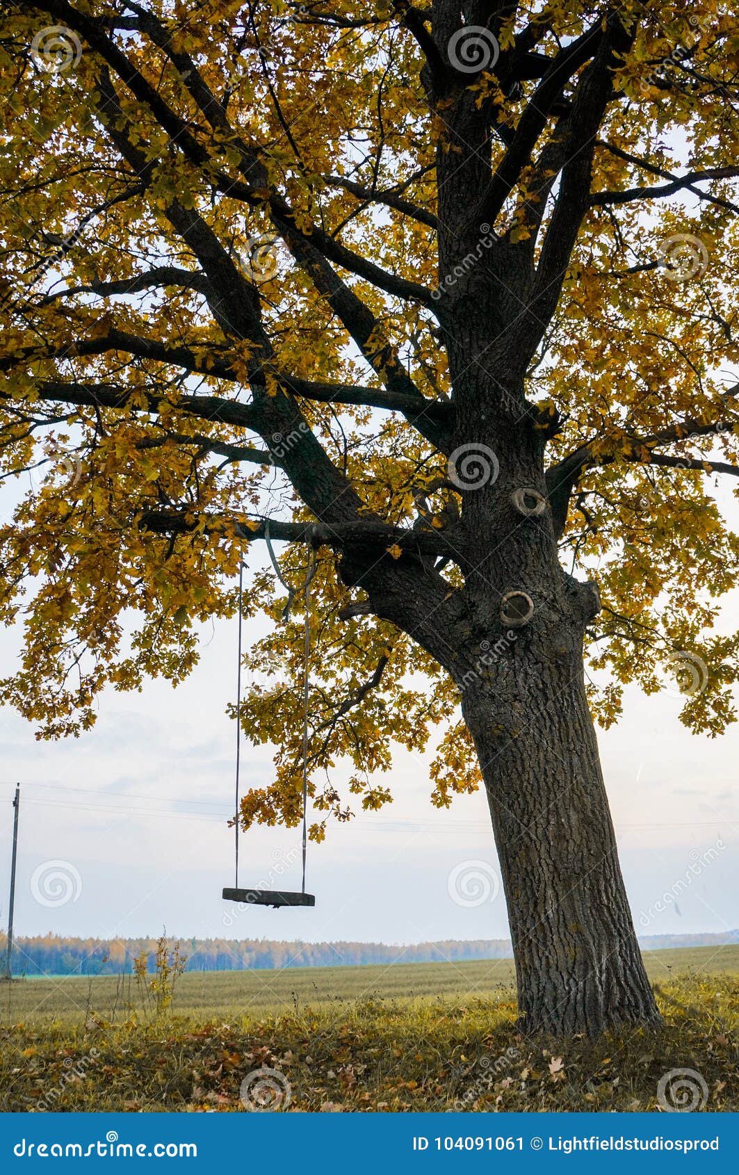 Swing hanging on tree stock image. Image of travel, daylight - 104091061