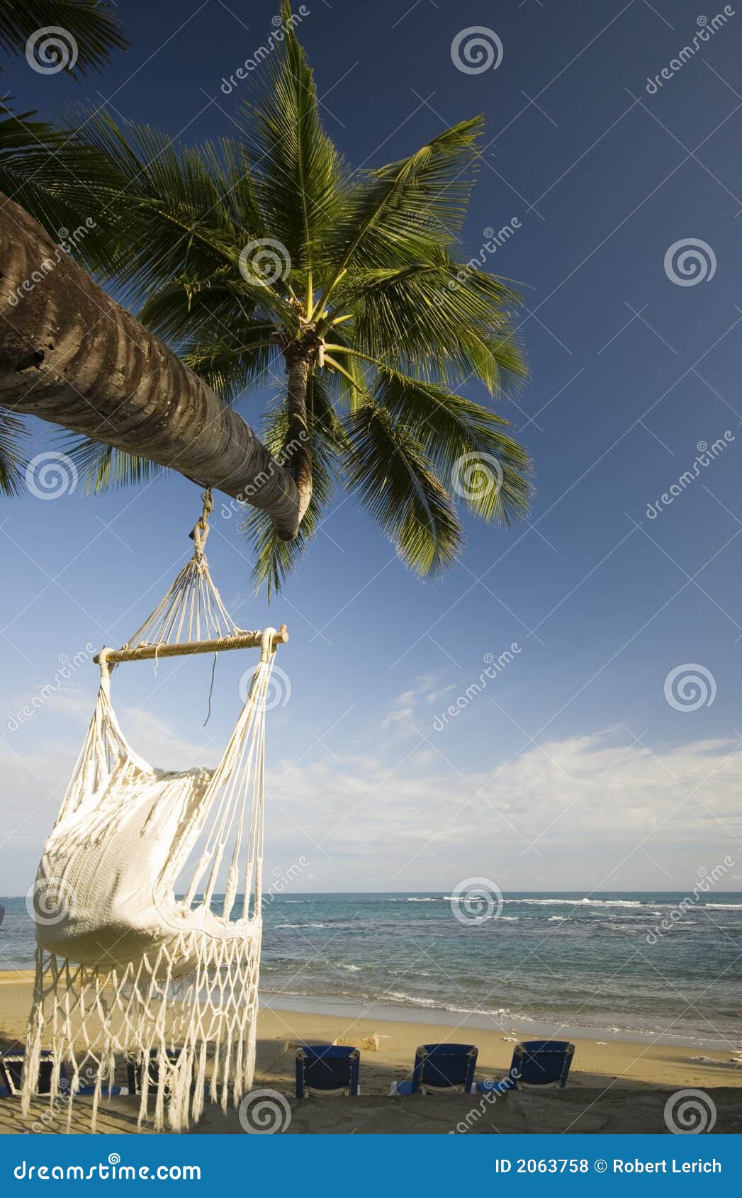 Swing on palm tree stock photo. Image of resort, lounges - 2063758