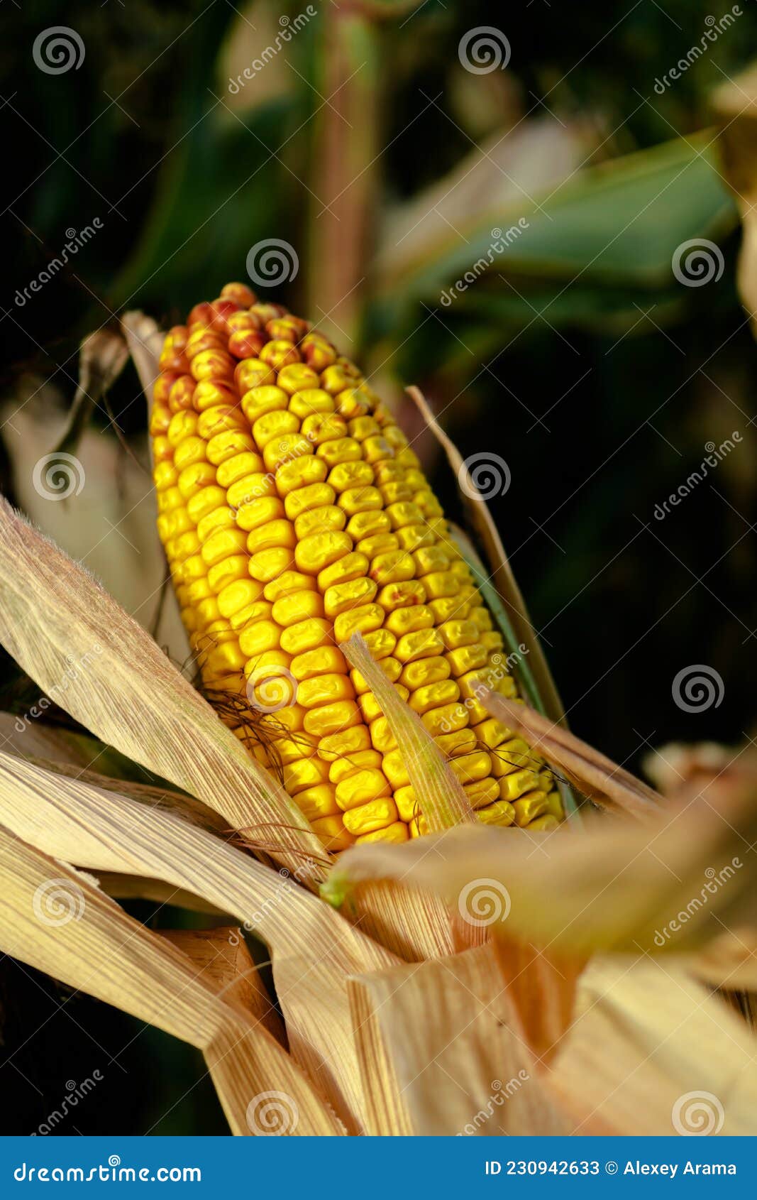 A Swing of Ripe Corn, Half Peeled from Dry Husks, on the Trunk of a ...